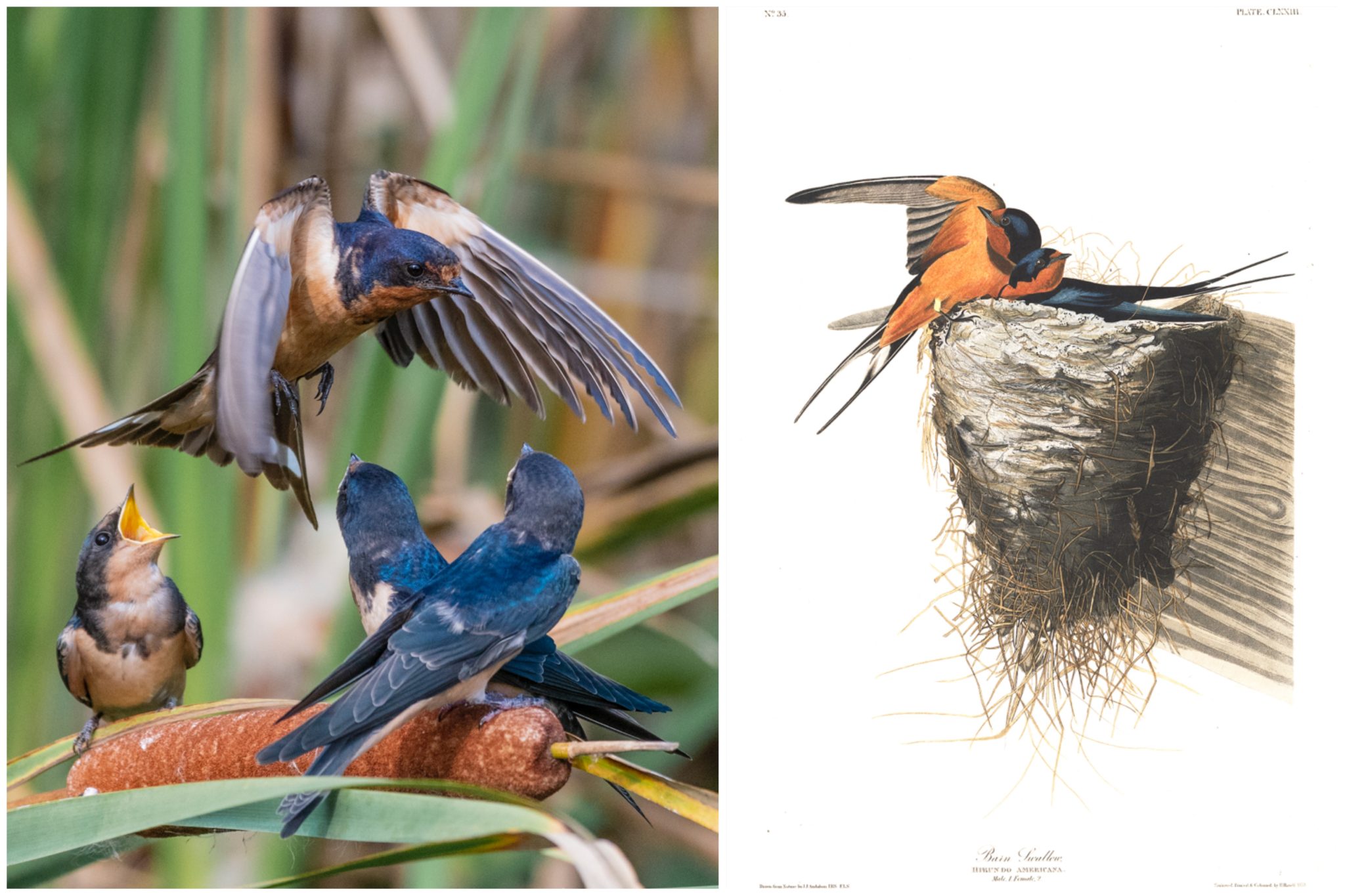 Observing Birds: Appearance, Sounds, and Behaviors – Art in America Guide